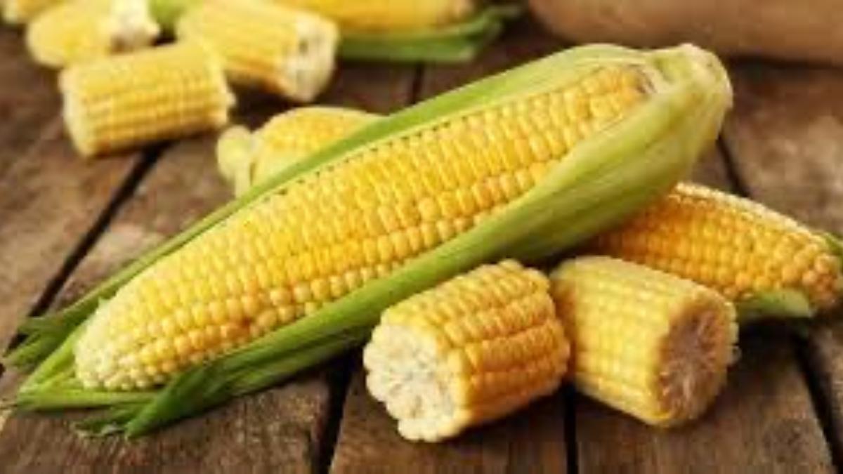 Togo-Agriculture. Quelques astuces dévoilées pour la semence locale de ...