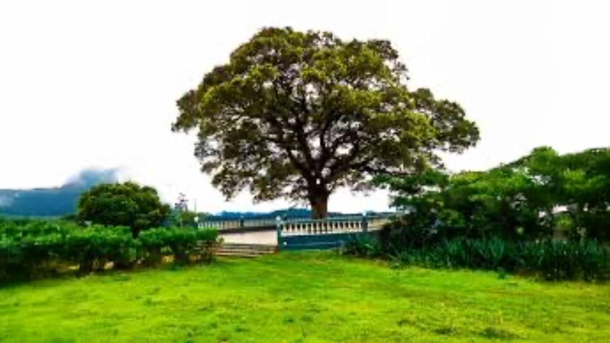 Guinée. Dalaba, la petite Suisse à l’assaut du tourisme - La Cinquième