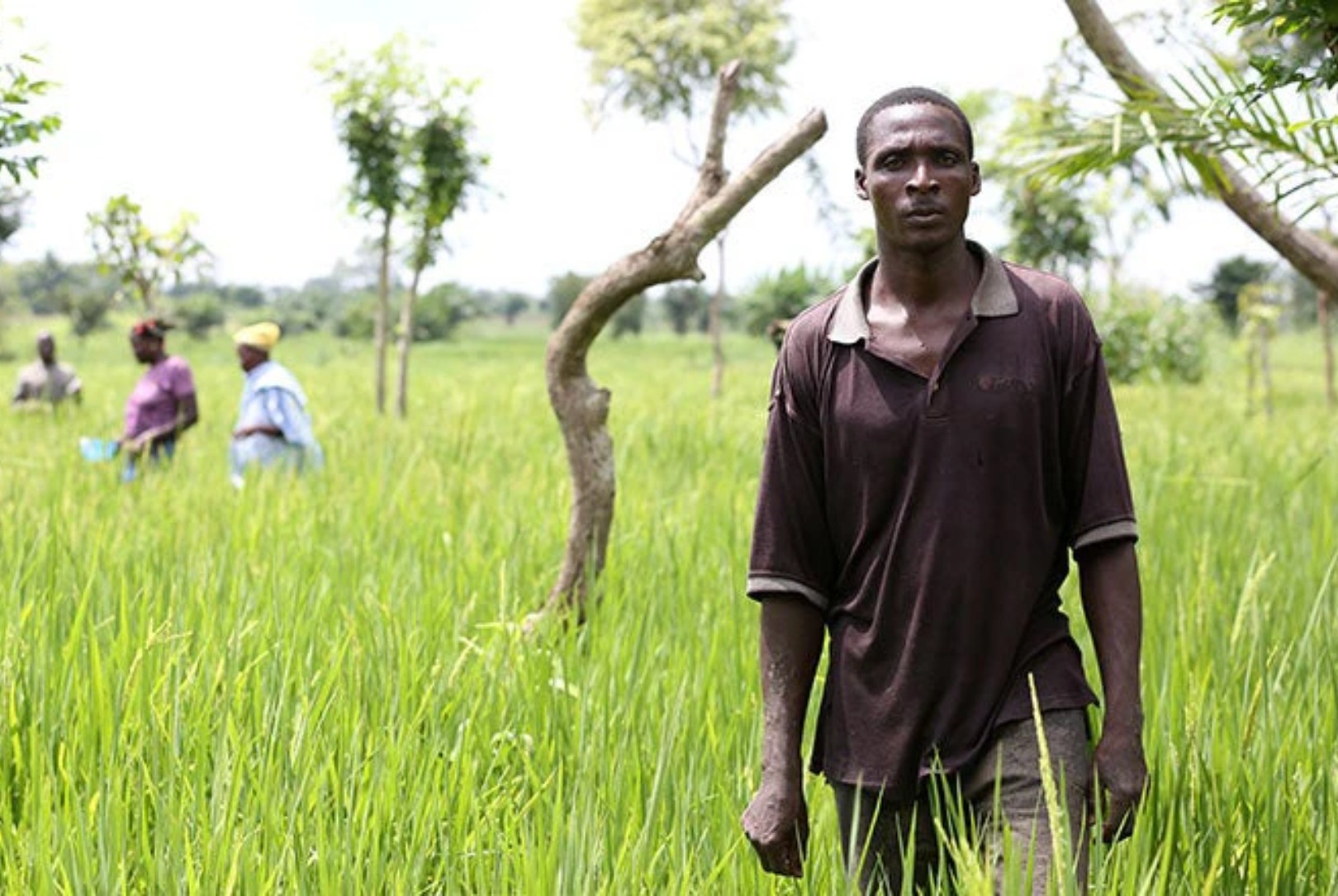Togo : des terres sécurisées pour consolider la productivité et la ...