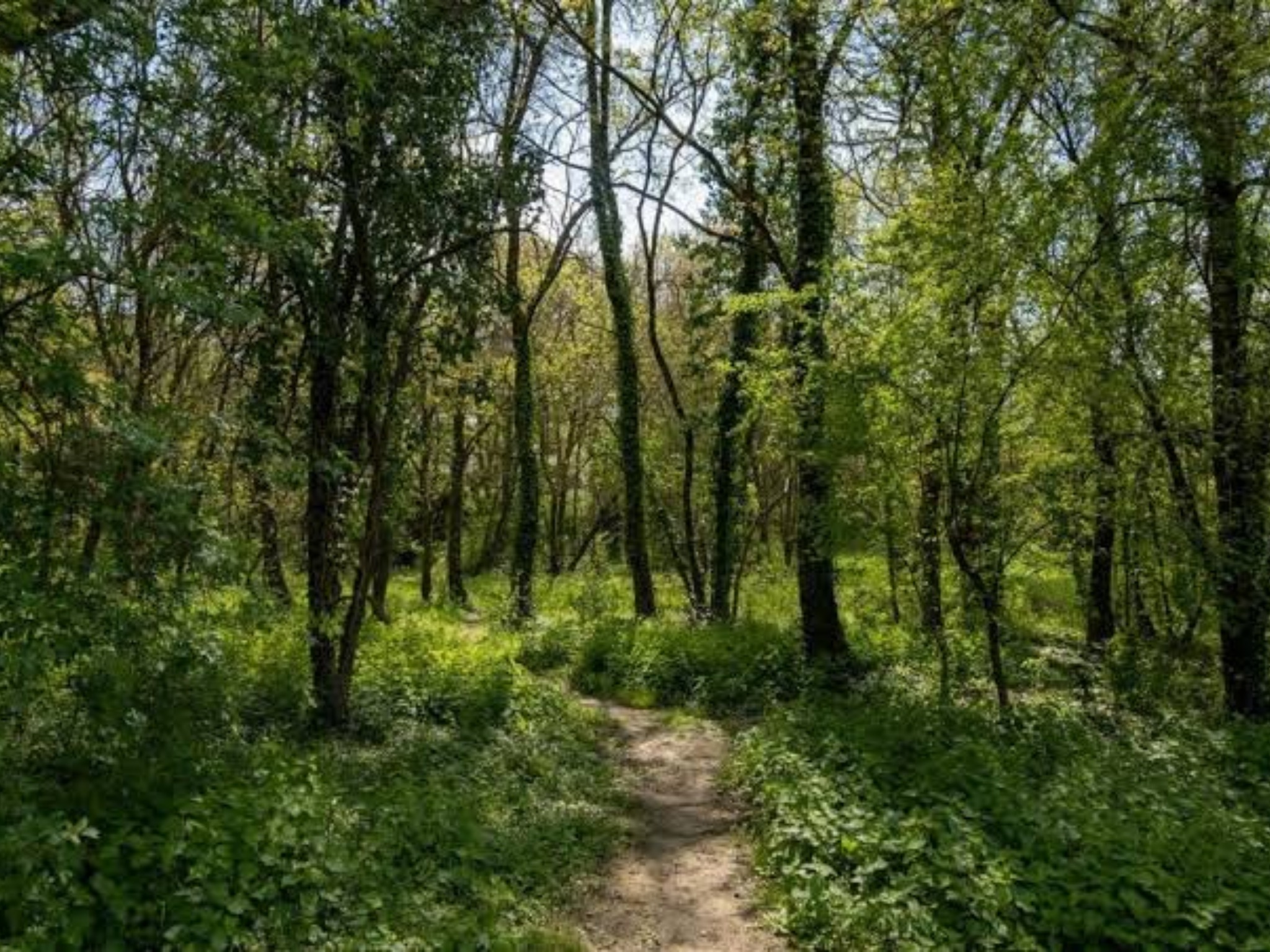 Togo : la restauration des paysages forestiers s’impose comme réponse d ...