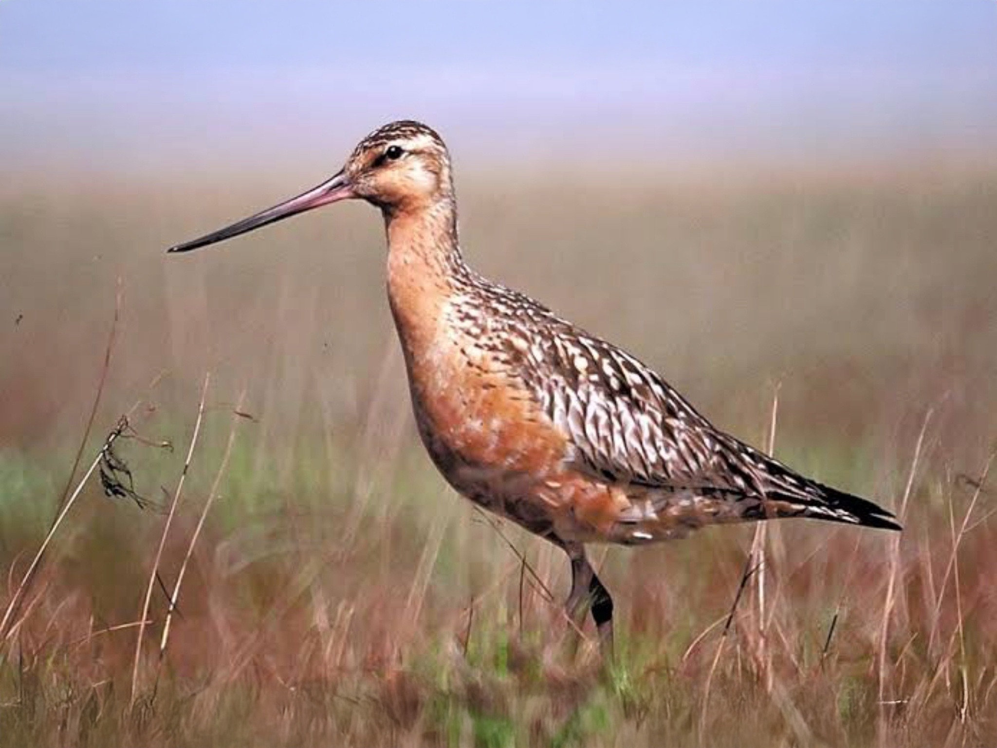 Science et nature — L’odyssée de la barge rousse : 13 000 kilomètres ...